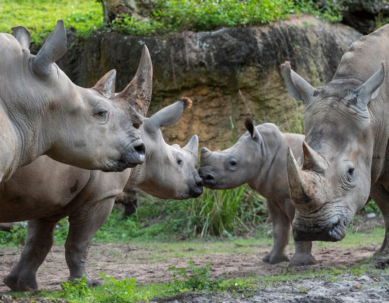 Photos: Baby Mylo plays on the savanna at Disney's Animal Kingdom