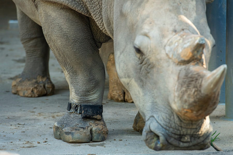Disney puts activity trackers on rhinos at Animal Kingdom for new study