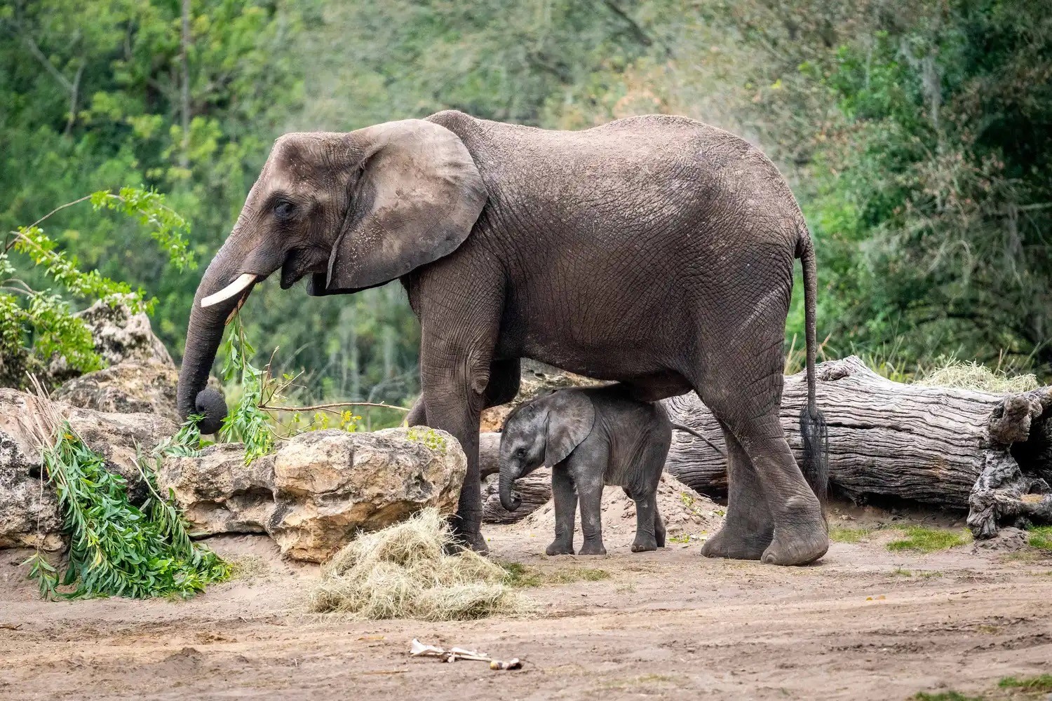 Baby elephant makes her public debut at Disney's Animal Kingdom ...