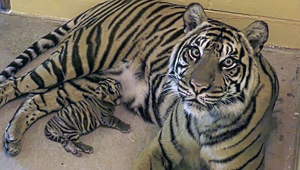 A wild new addition: Disney welcomes a roaring tiger cub - Disney Diary